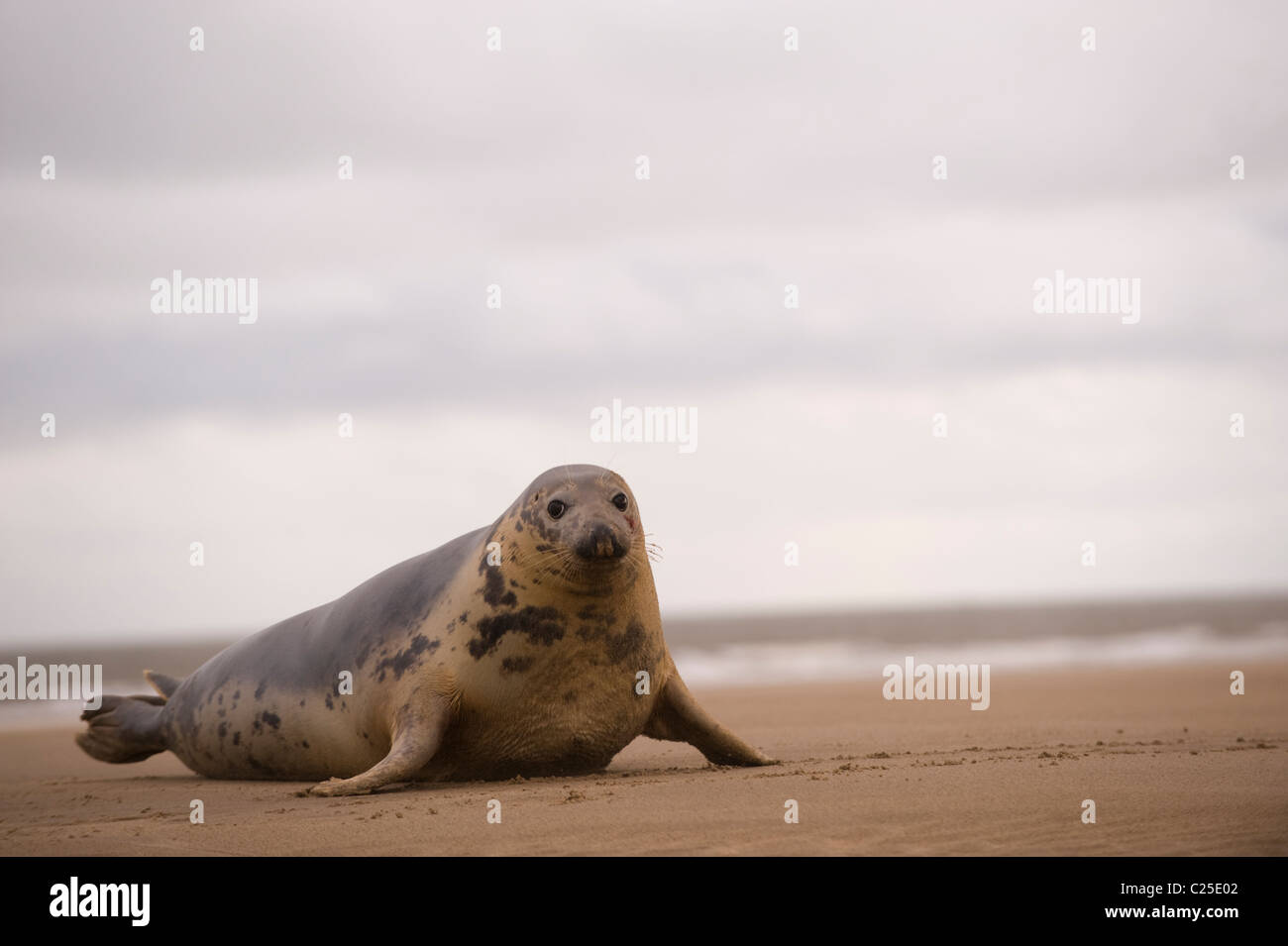 Donna nook hi-res stock photography and images - Alamy