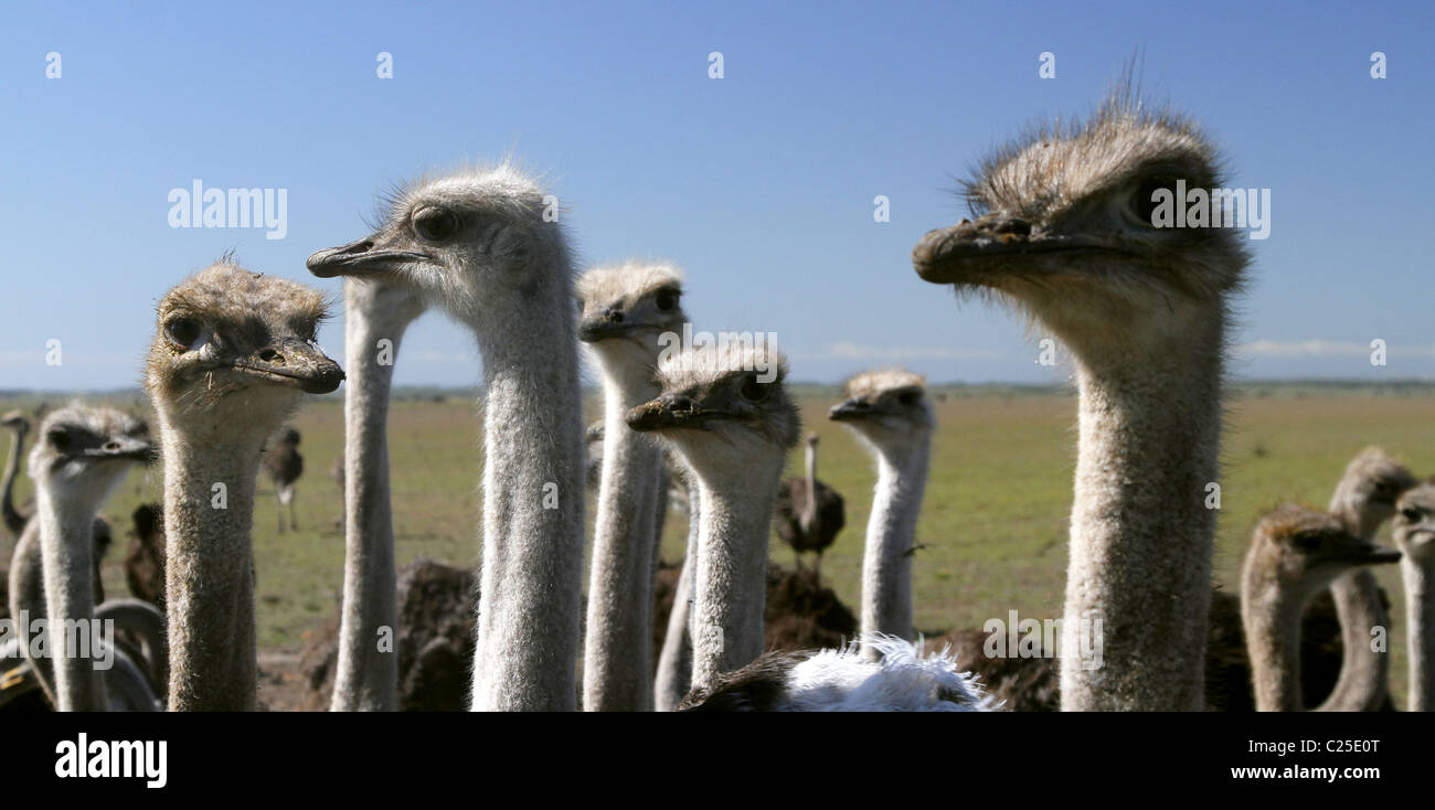 Humansdorp hi-res stock photography and images - Alamy