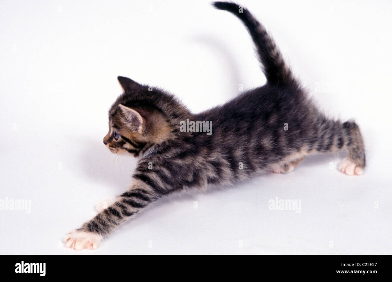 tiny kitten stretching Stock Photo - Alamy