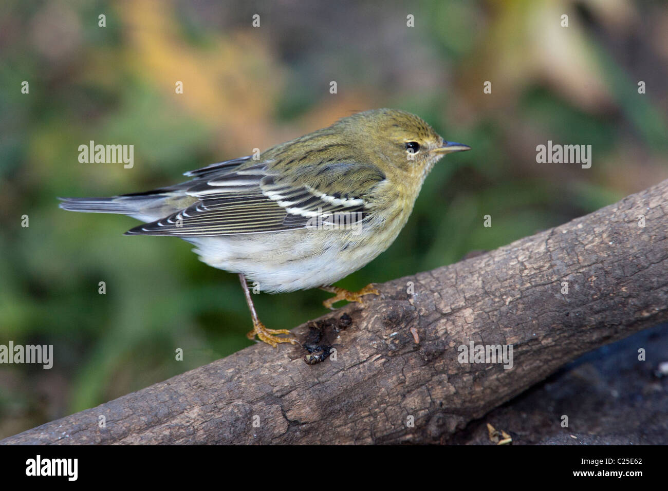 Male Blackpoll Warbler (Dendroica striata) in non-breeding plumage in New York City's Central ...