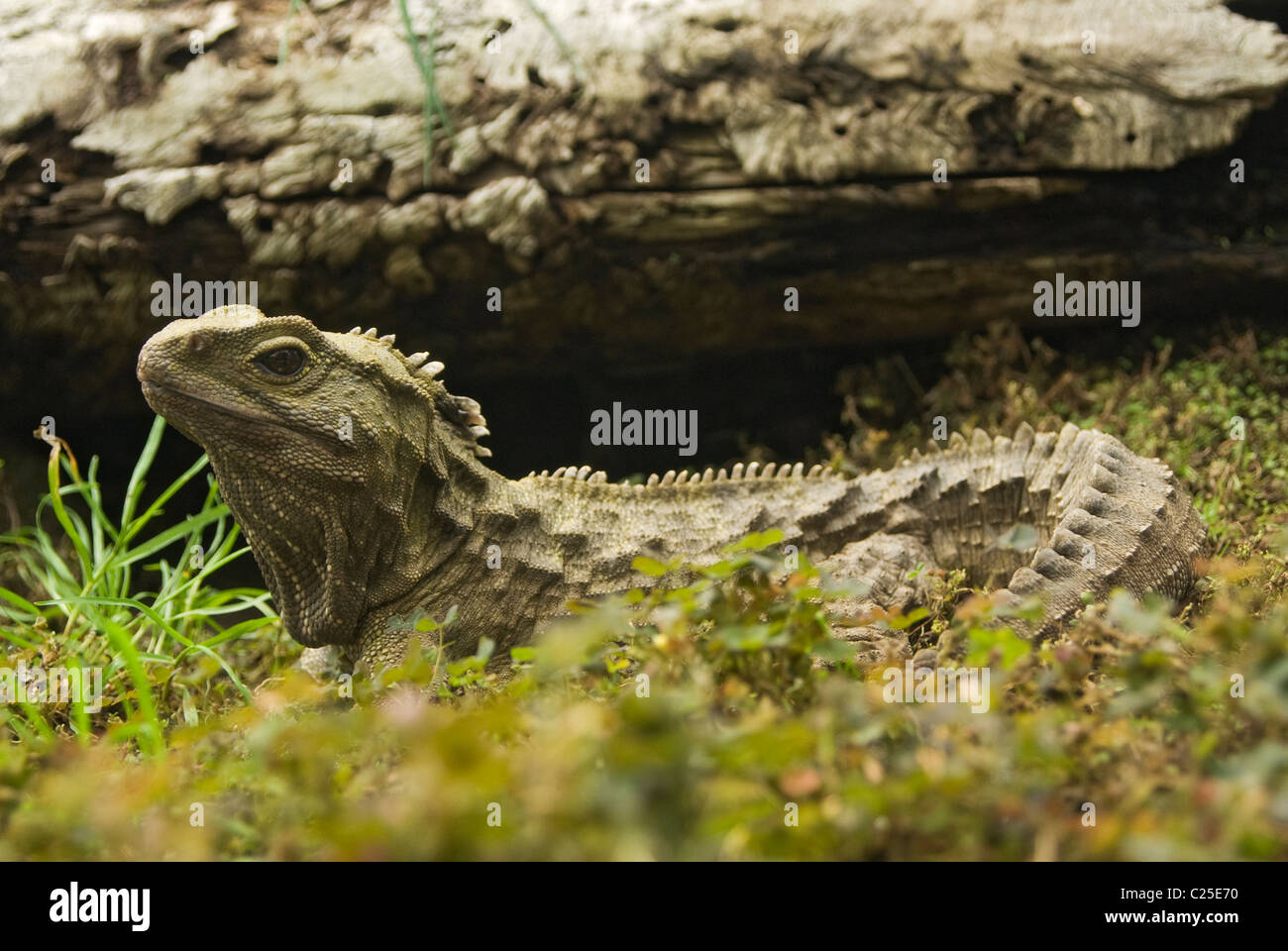 Tuatara Classification