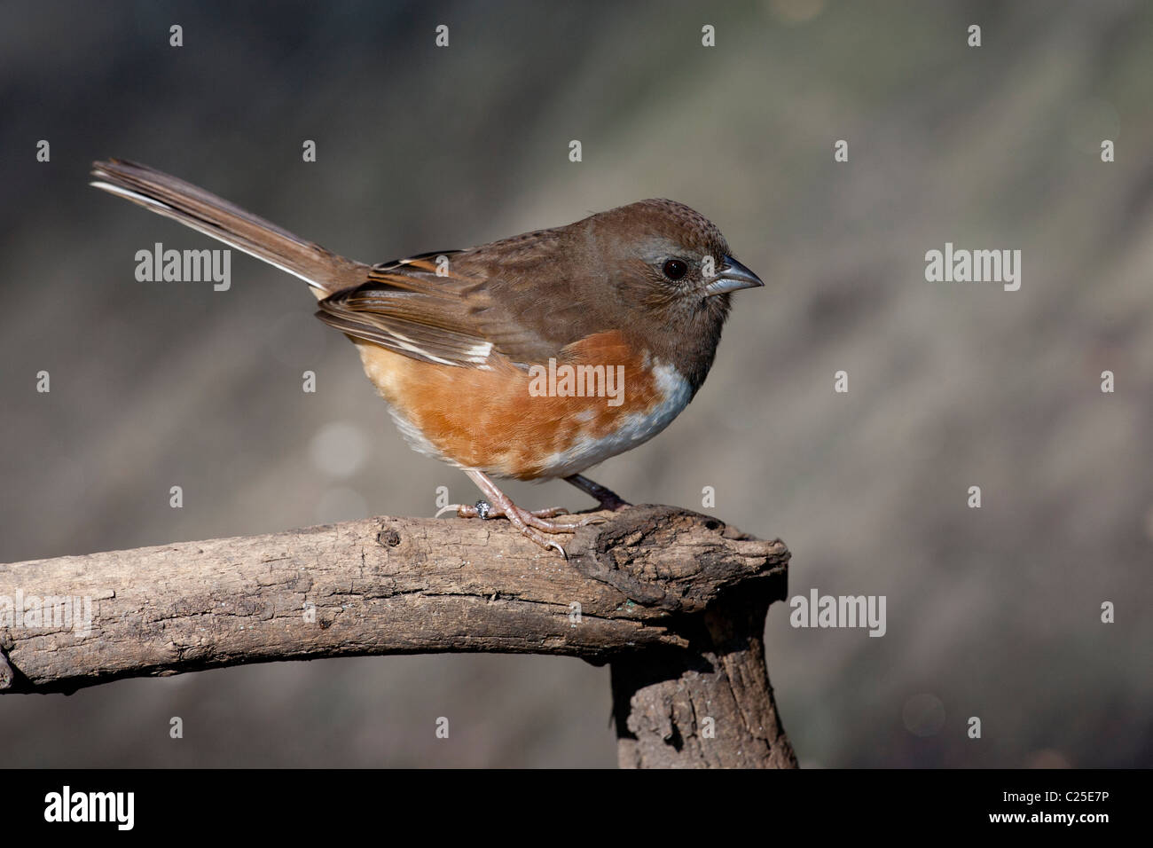 Female eastern towhee hi-res stock photography and images - Alamy