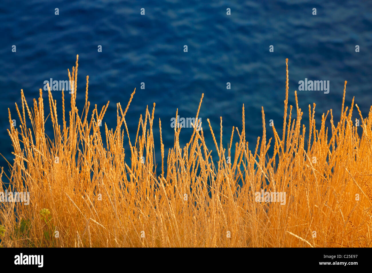 Close view yellow dry grass hi-res stock photography and images - Alamy