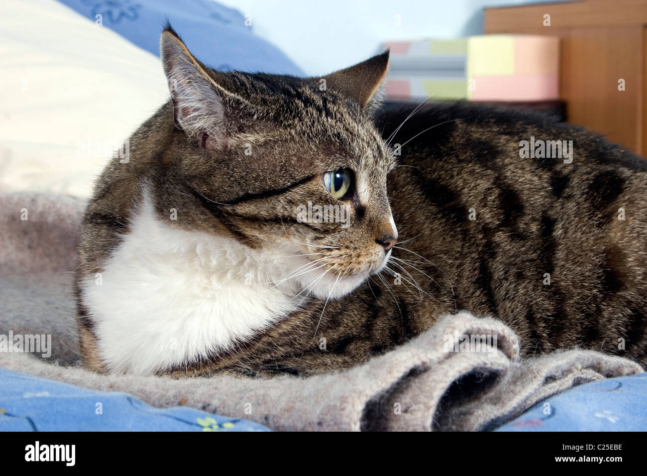 Cat ears hi-res stock photography and images - Alamy