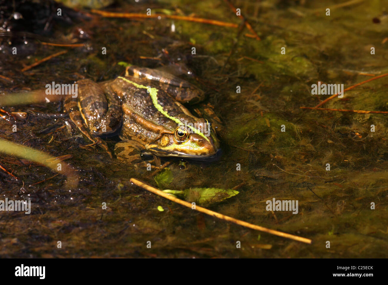 Green amphibian hi-res stock photography and images - Alamy