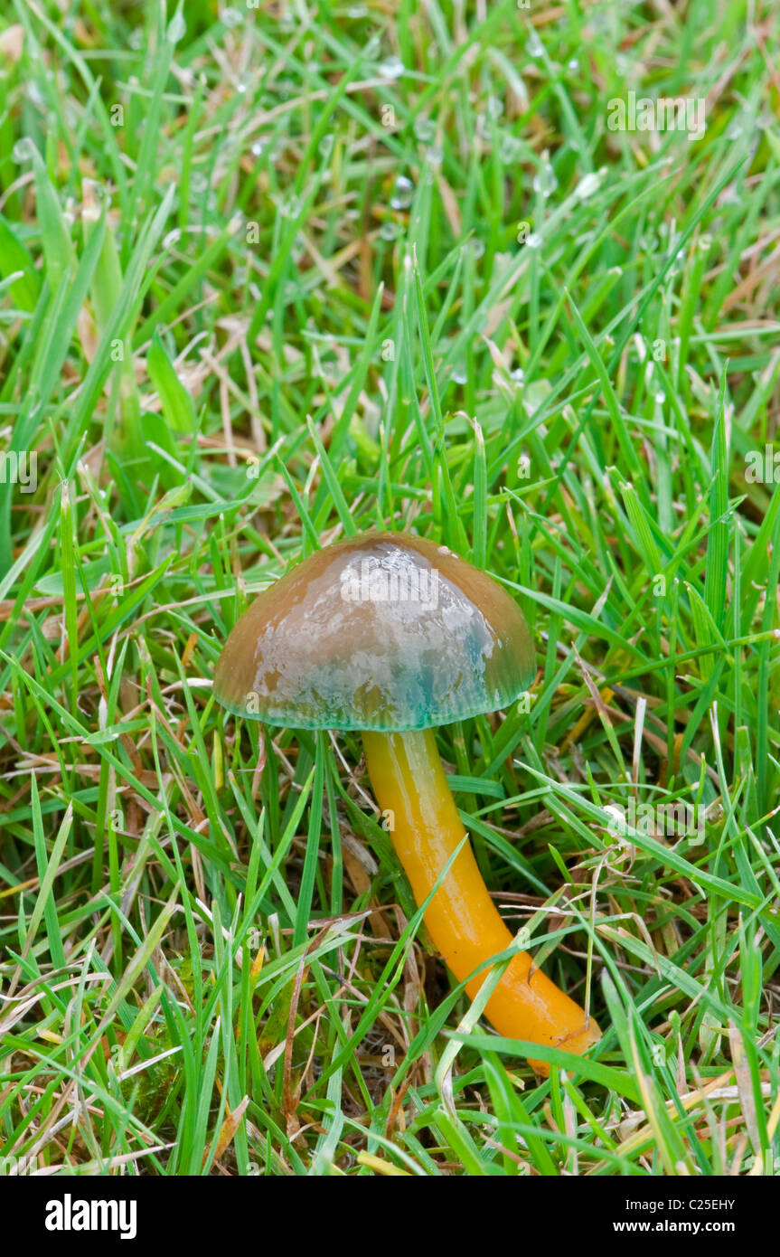 Parrot Waxcap: Hygrocybe psittacina Stock Photo - Alamy