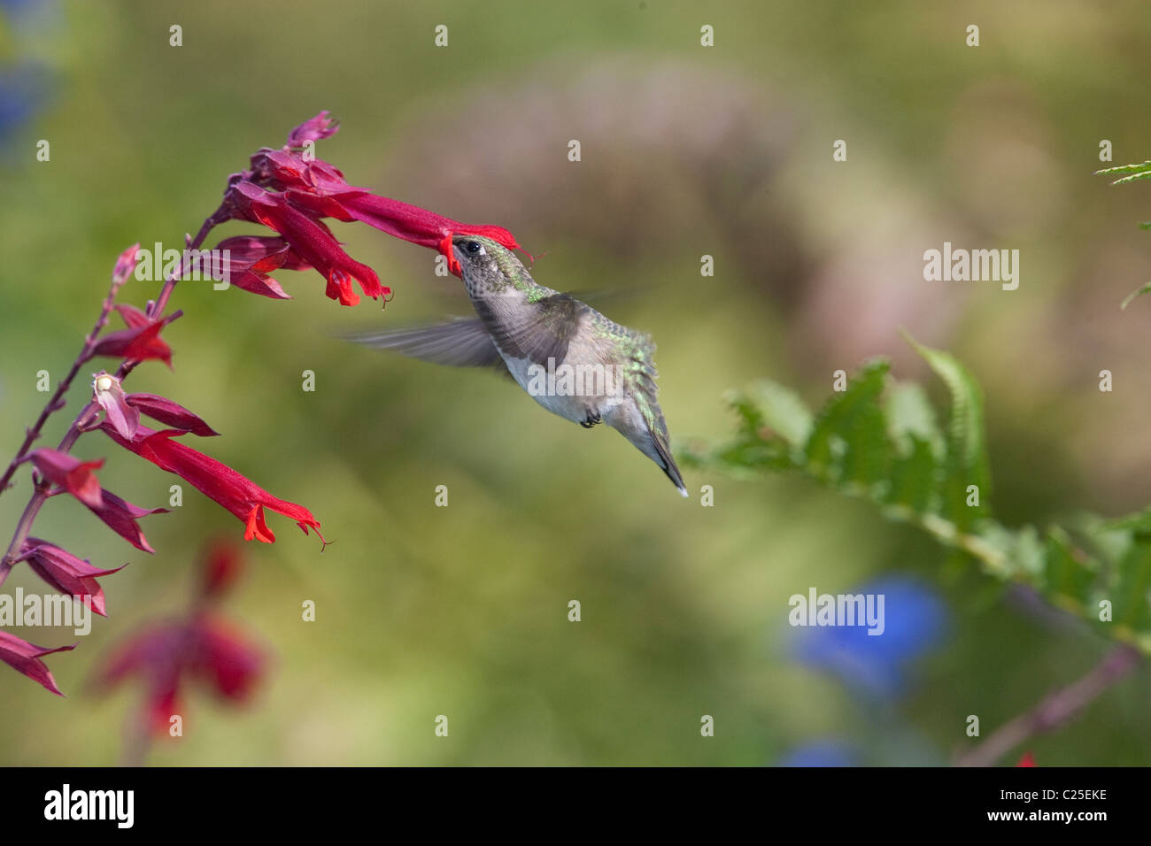 Ruby-throated Hummingbird (Archilochus colubris) feeding on Cardinal ...