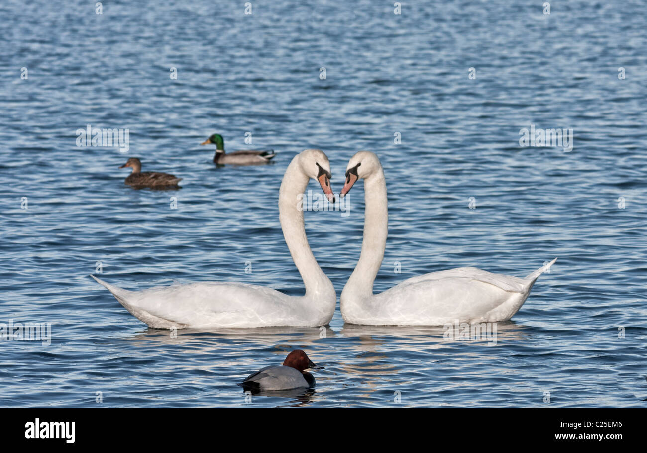 Two Swans in Ritual Courtship Behaviour Stock Photo - Alamy