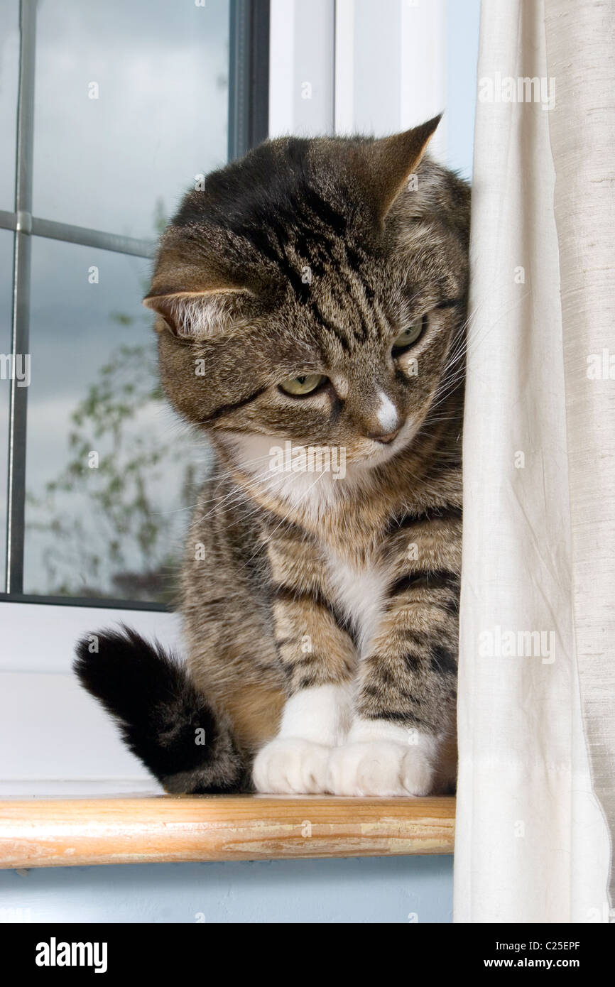 Tabby cat hiding behind curtain on window Stock Photo - Alamy