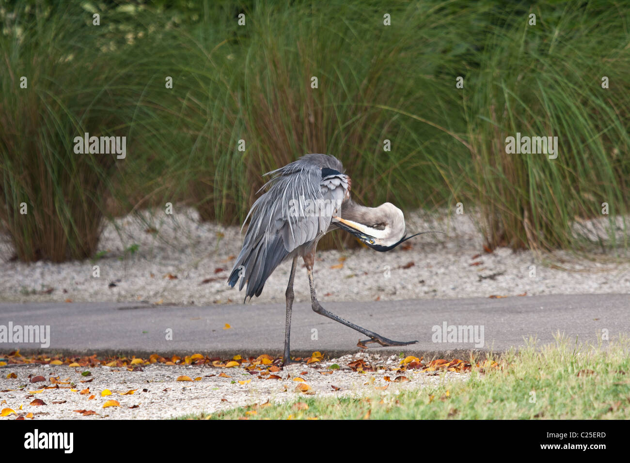 Great Blue Heron preening feathers Stock Photo - Alamy