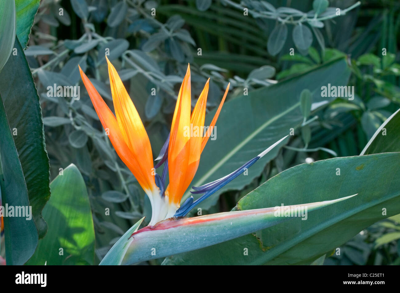 Bird of Paradise Flower: Strelitzia reginae Stock Photo - Alamy