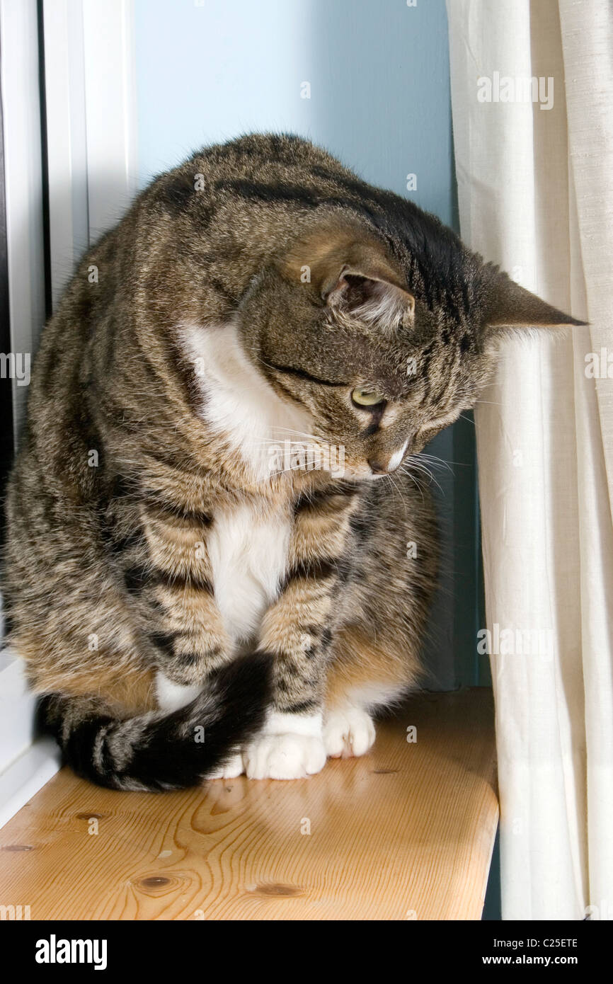 cat sitting on window sill Stock Photo - Alamy