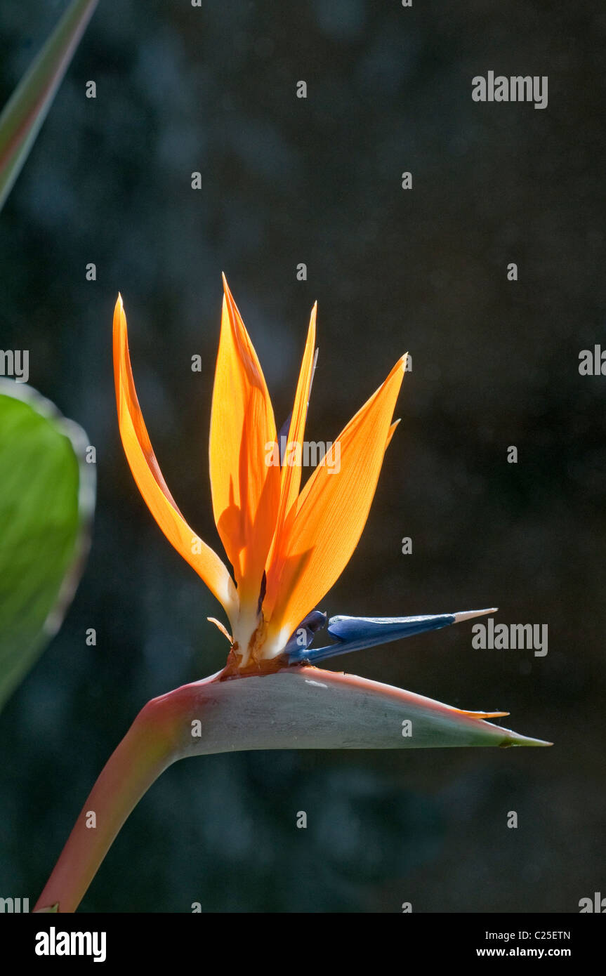 Backlit bird hi-res stock photography and images - Alamy