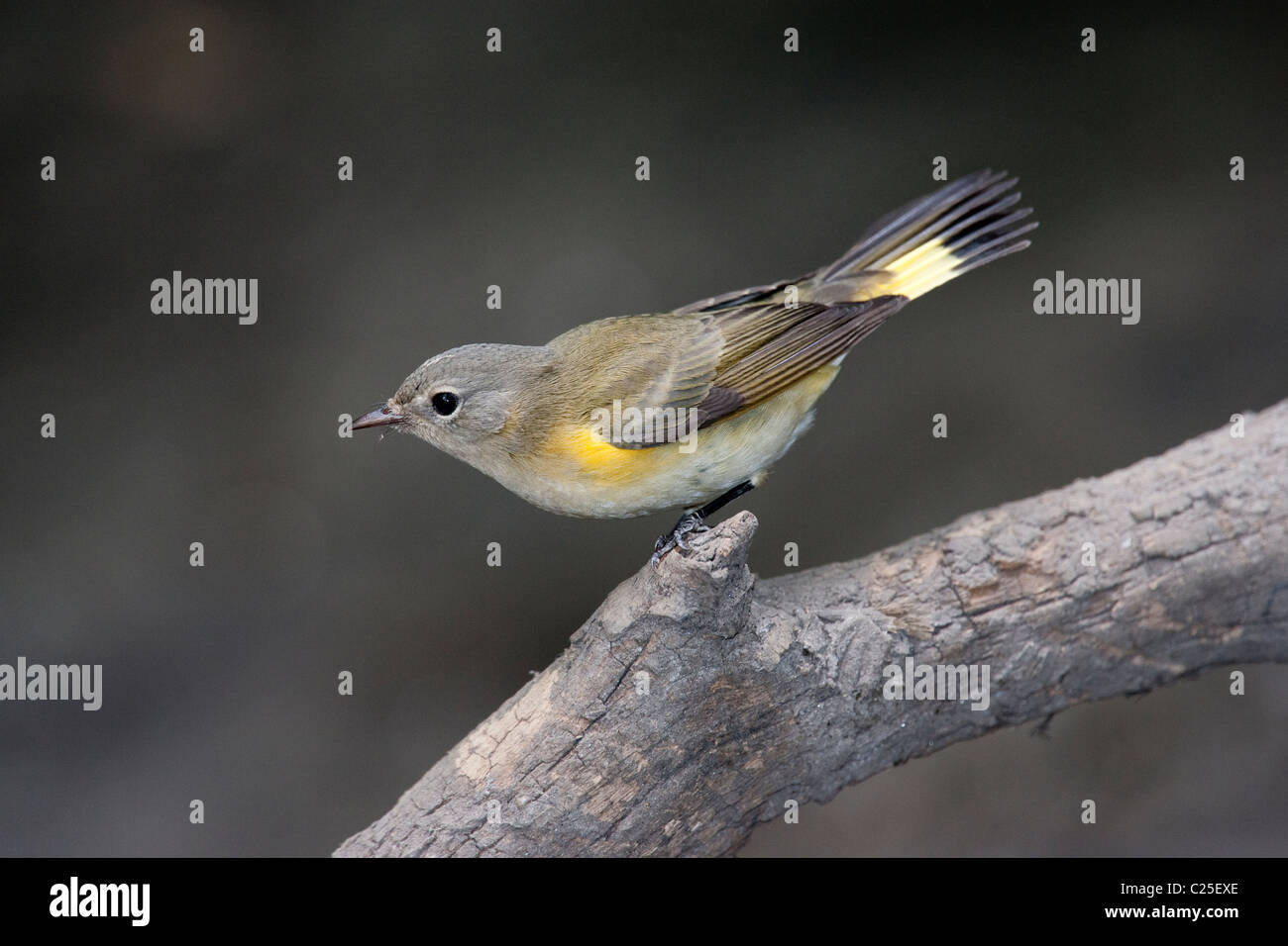 Female American Redstart perched on a limb Stock Photo - Alamy