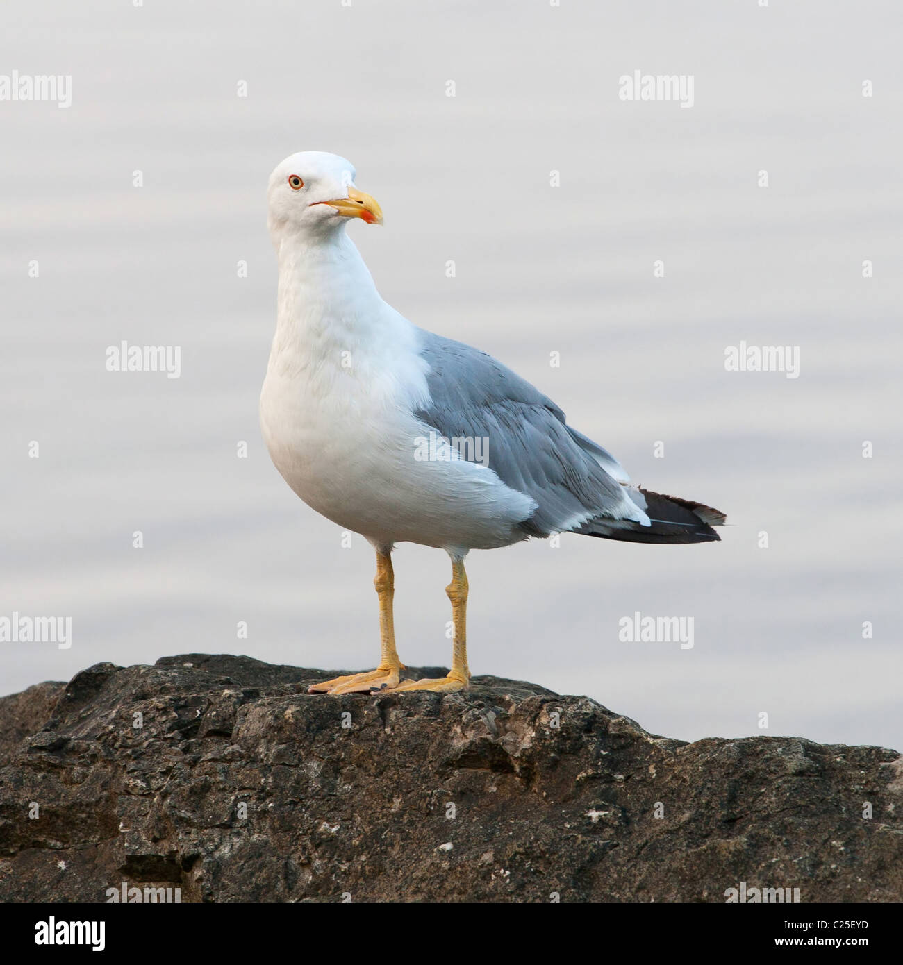 Standing gull on a rock hi-res stock photography and images - Alamy