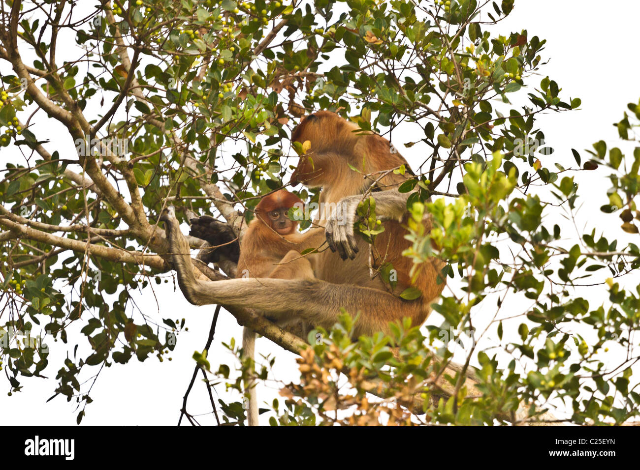 Female Proboscis Monkey with Young Stock Photo - Alamy