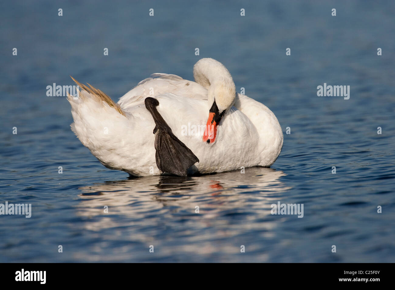 Mute Swan Feet at Isabella Embry blog