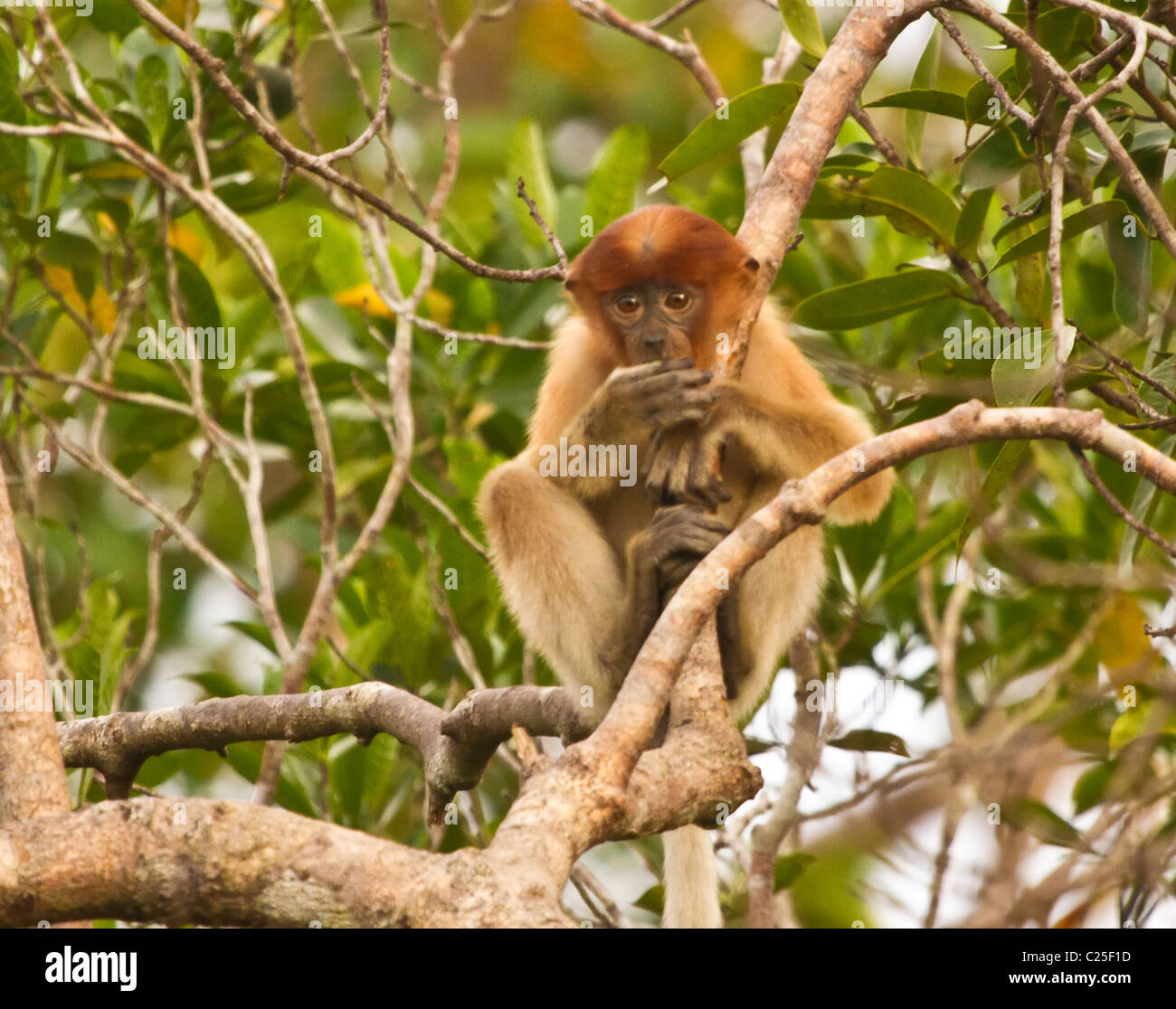 Young Proboscis Monkey on Tree Stock Photo - Alamy