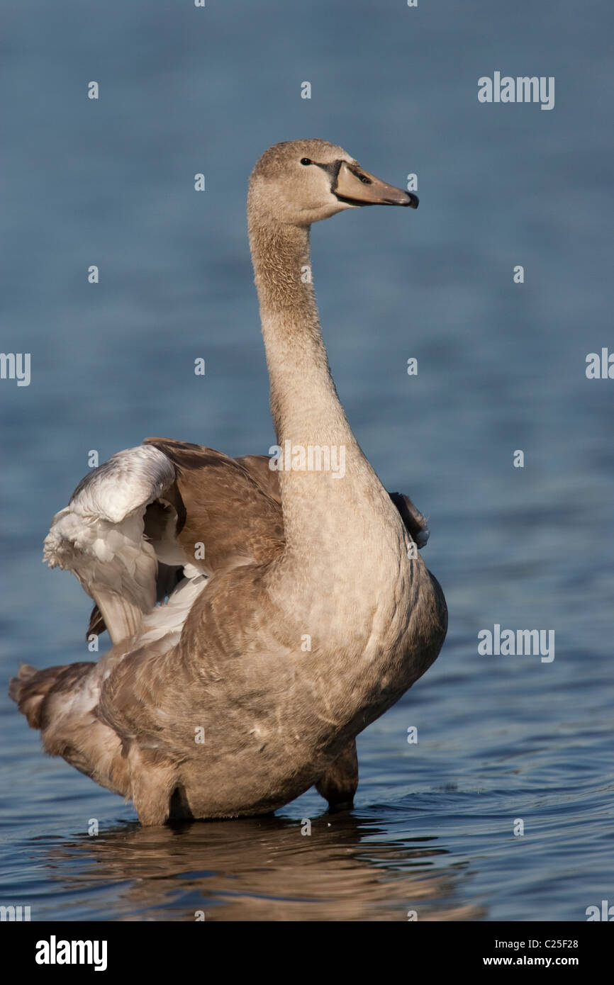 Mute Swan (Cygnus olor) cygnet stretching its wings in shallow water ...