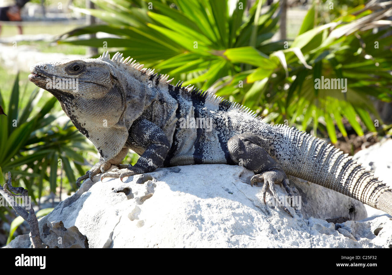 Iguana Yucatan Mexico Stock Photo - Alamy