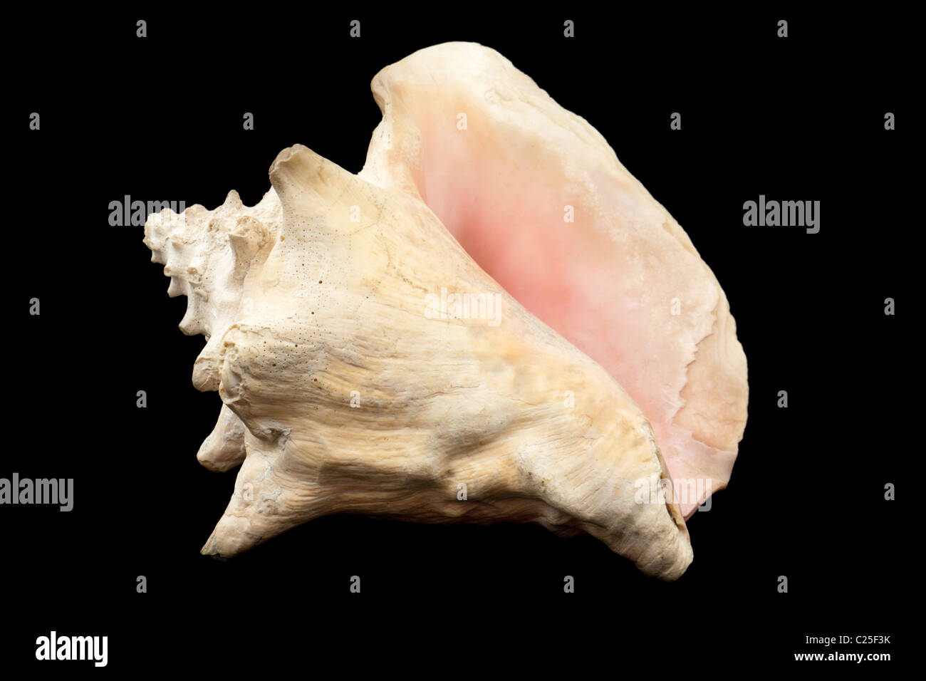 Pink conch hi-res stock photography and images - Alamy