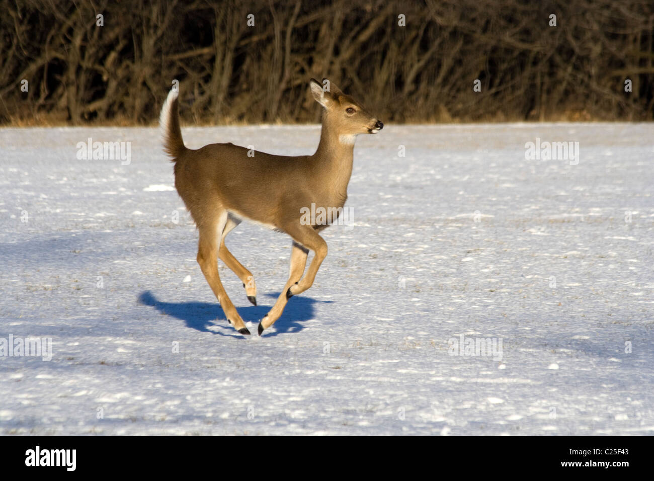 Jump of deer hi-res stock photography and images - Alamy