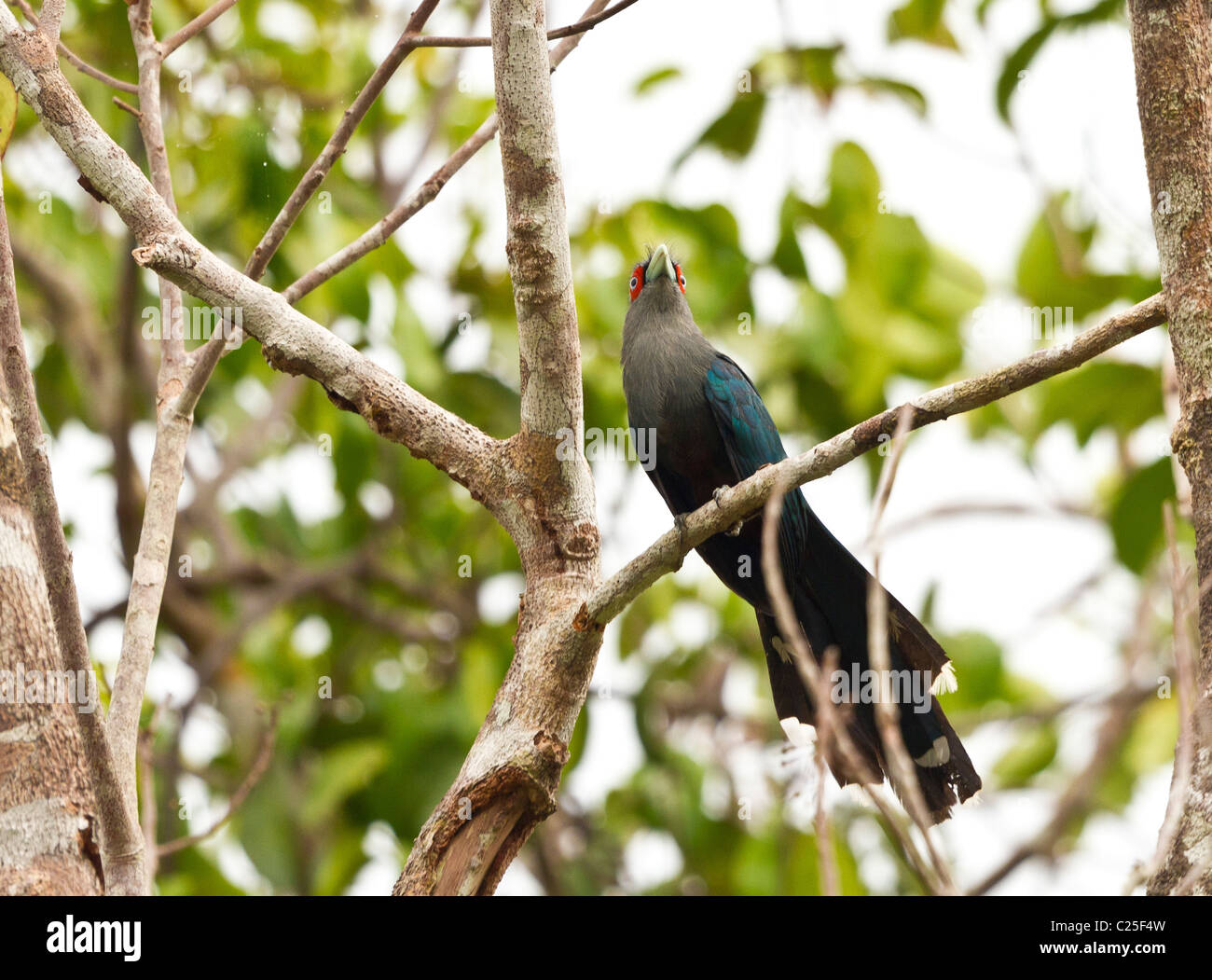 Black Bellied Malkoha Stock Photo - Alamy