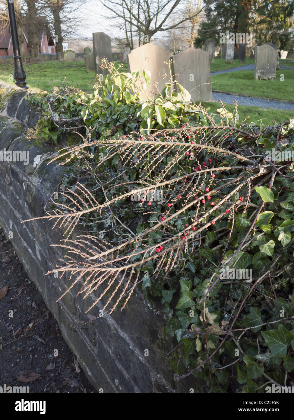 wild flowers wall walled garden cemetery graveyard Stock Photo - Alamy