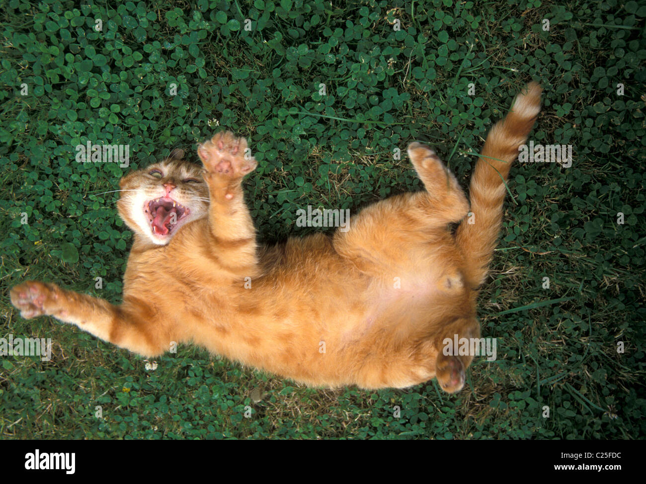 ginger cat rolling in grass Stock Photo - Alamy