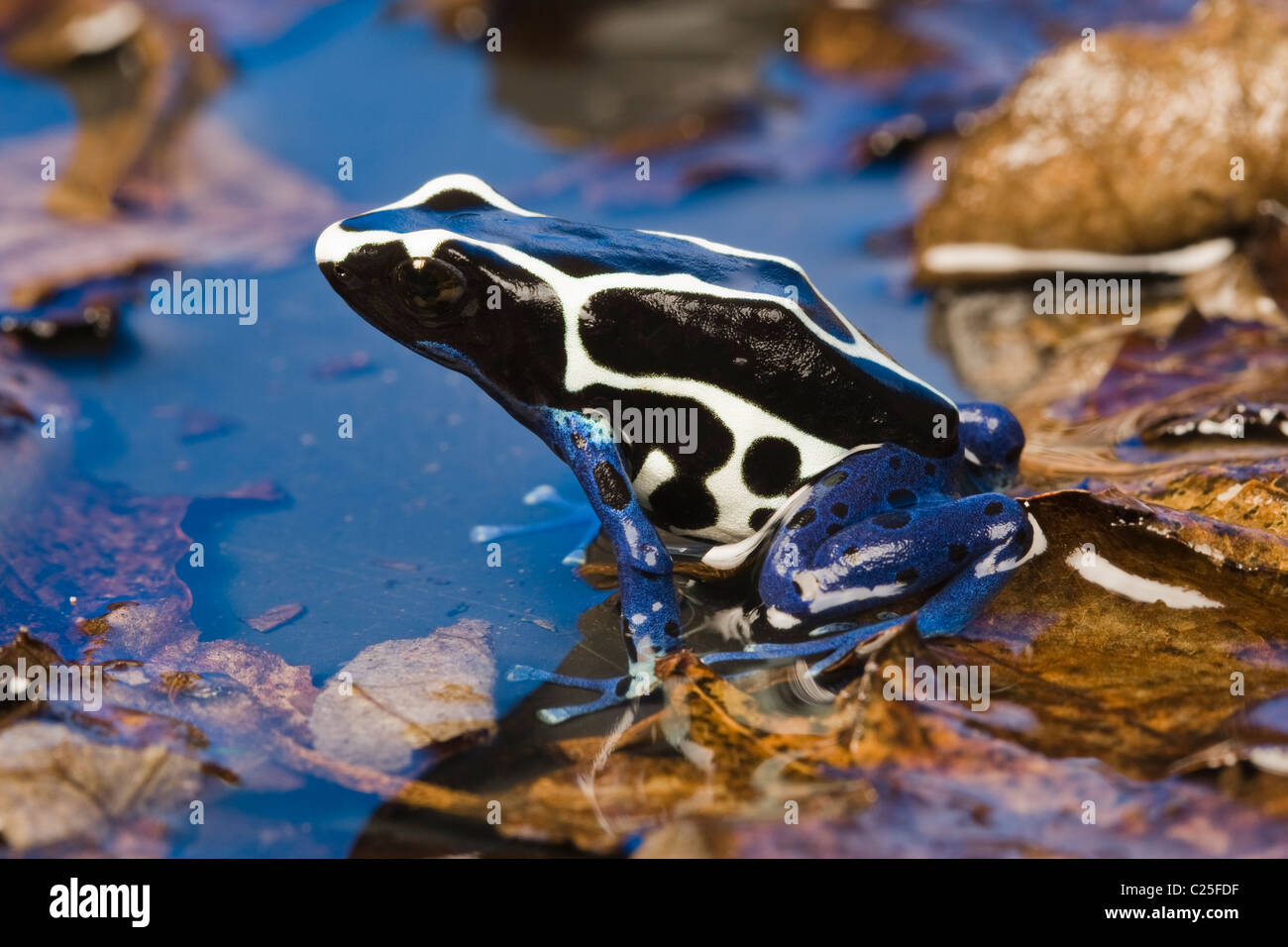 Dendrobates tinctorius hi-res stock photography and images - Alamy