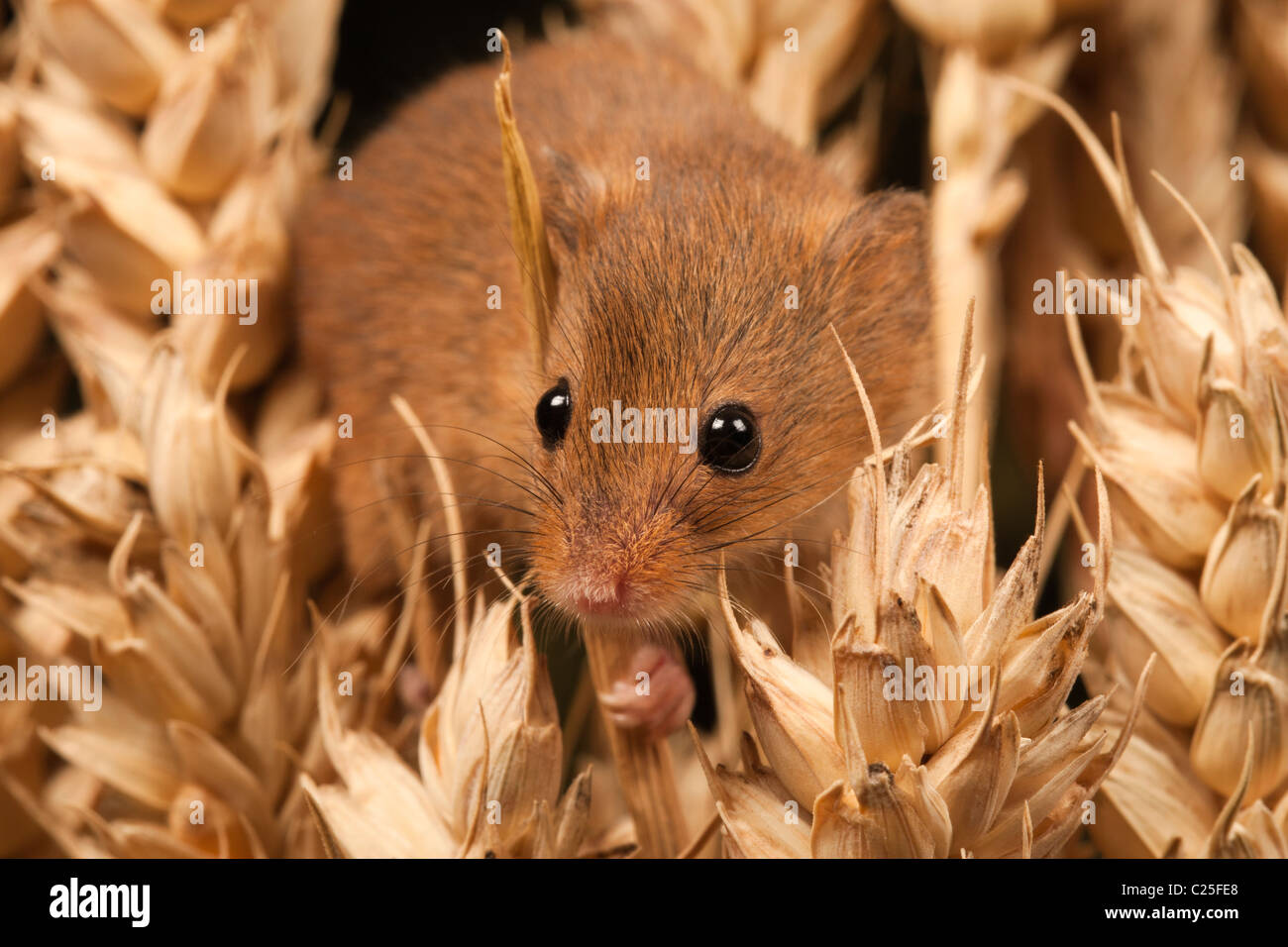 Harvest mouse [micromys minutus] in wheat cereal crop, portrait Stock ...