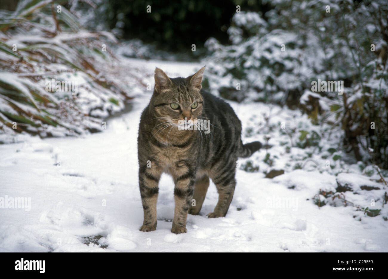tabby cat in snow Stock Photo - Alamy