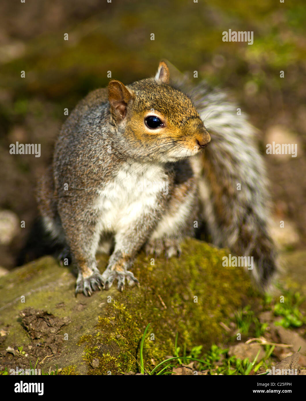 Grey squirrel standing on stone Stock Photo - Alamy