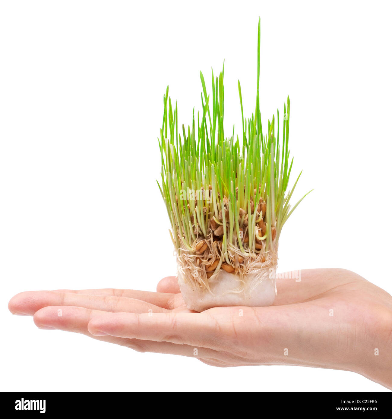 Fresh green grass in the hand on white background Stock Photo - Alamy