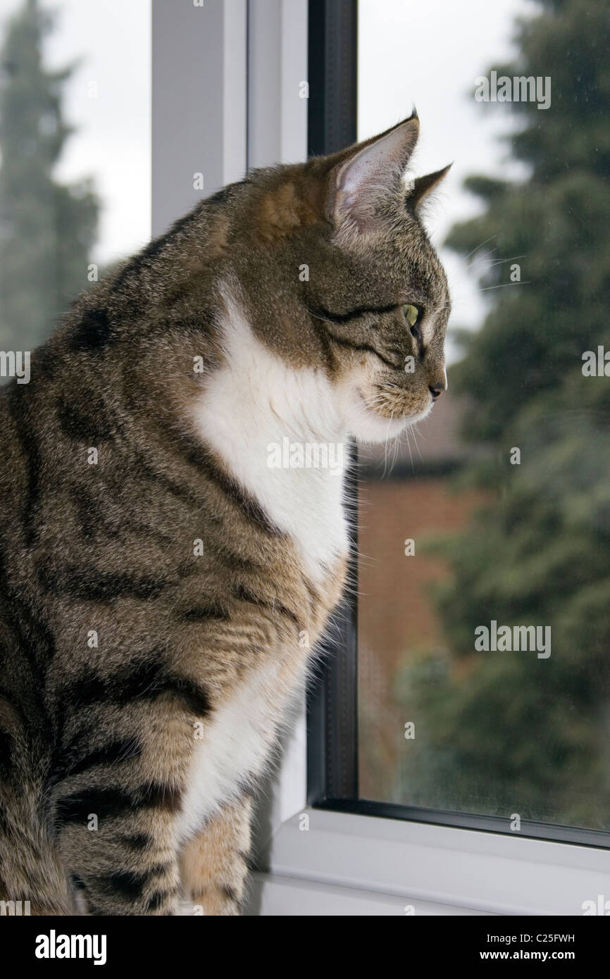 cat looking out of window Stock Photo - Alamy