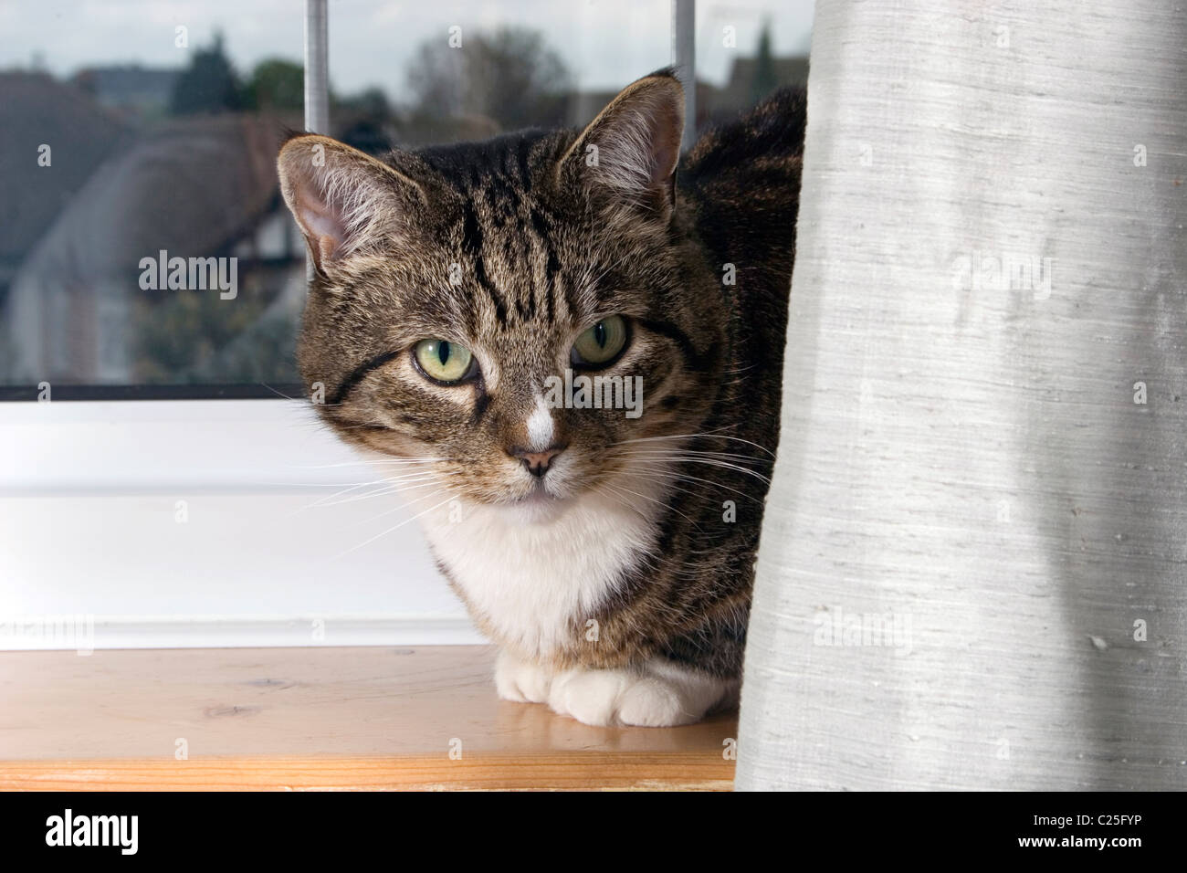 cat sitting on window sill Stock Photo - Alamy