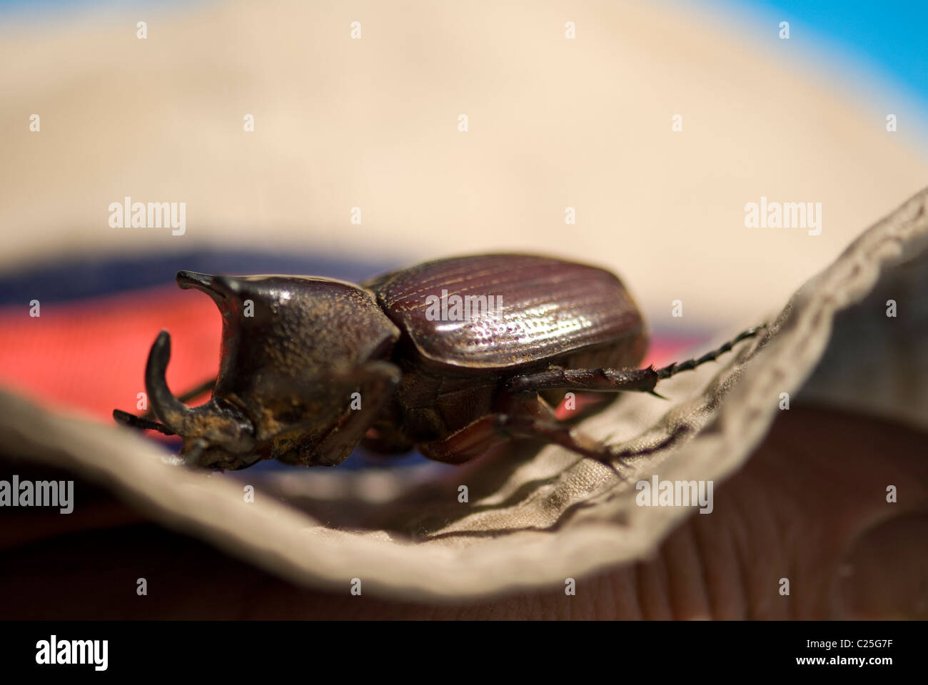 Costa rica beetle hi-res stock photography and images - Alamy