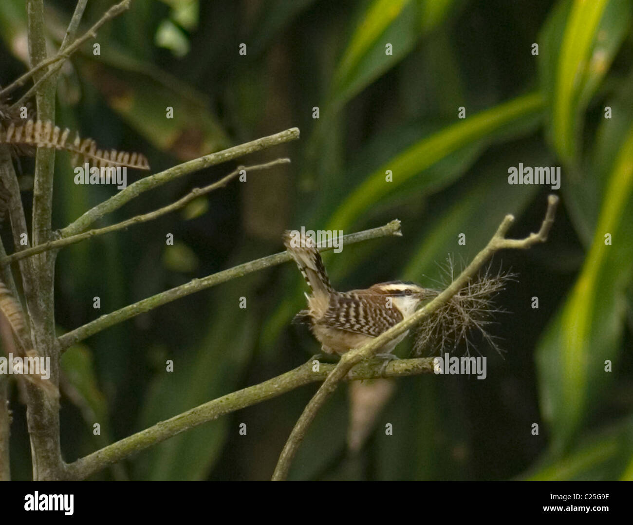 Rufous crested wren gathering material for its nest among the coffee ...