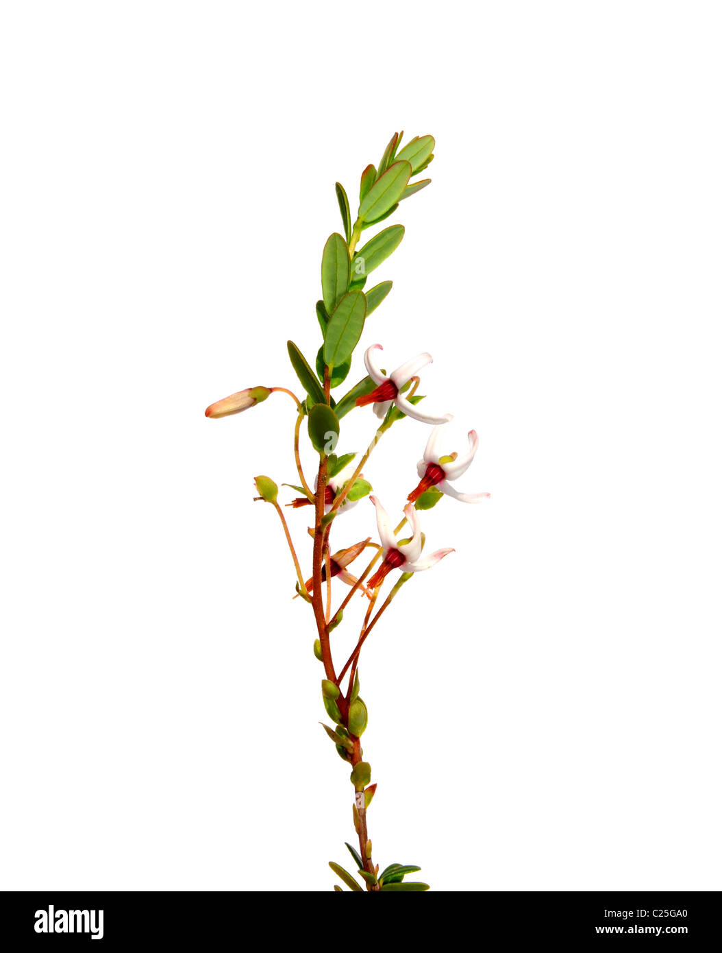 Cranberry flowers (Vaccinium macrocarpon Stock Photo - Alamy