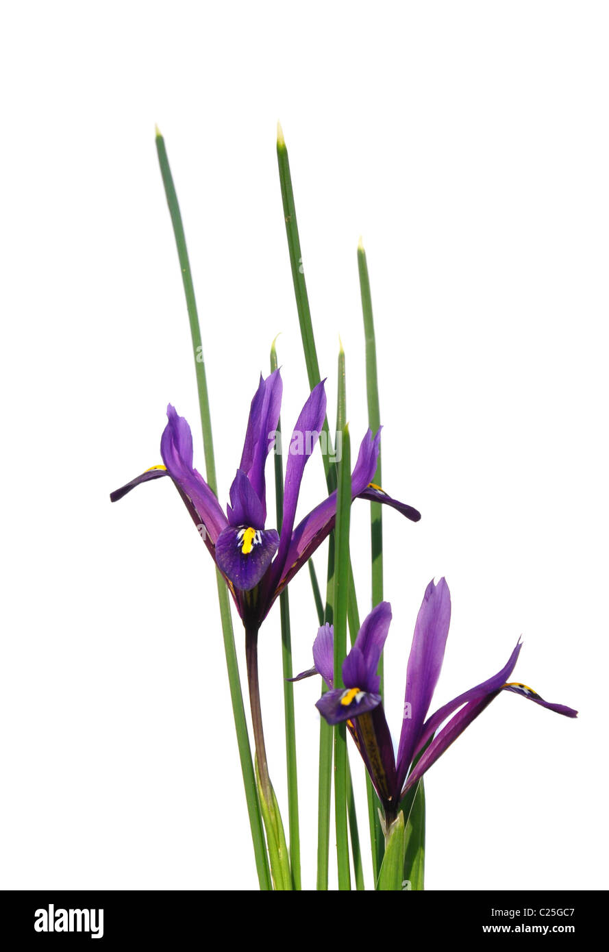 Dwarf iris (Iris reticulata Stock Photo - Alamy