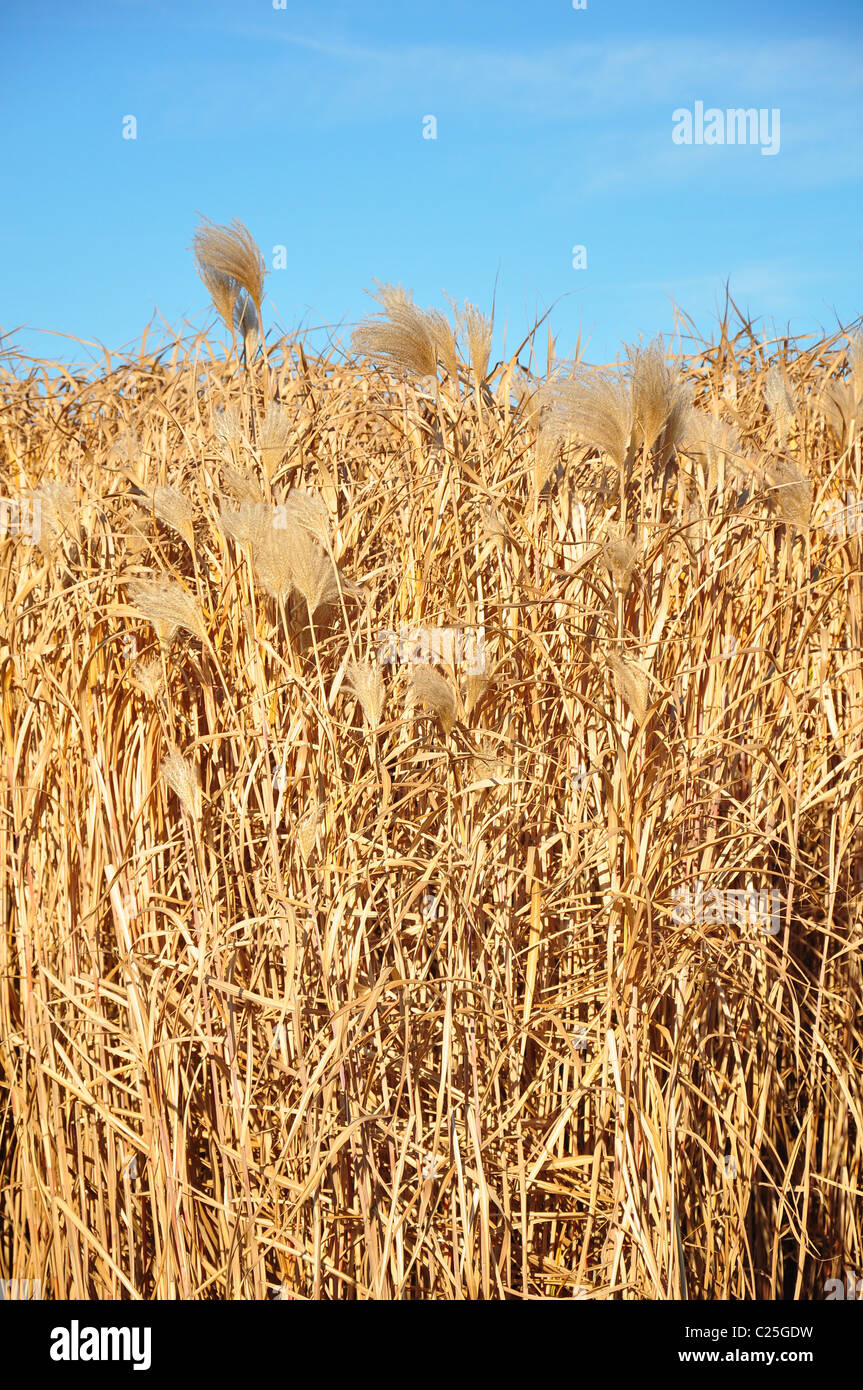 Giant grass (Miscanthus Stock Photo - Alamy