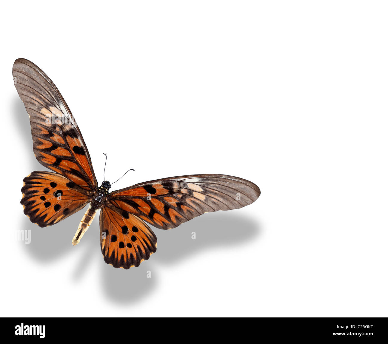 African swallowtail hi-res stock photography and images - Alamy