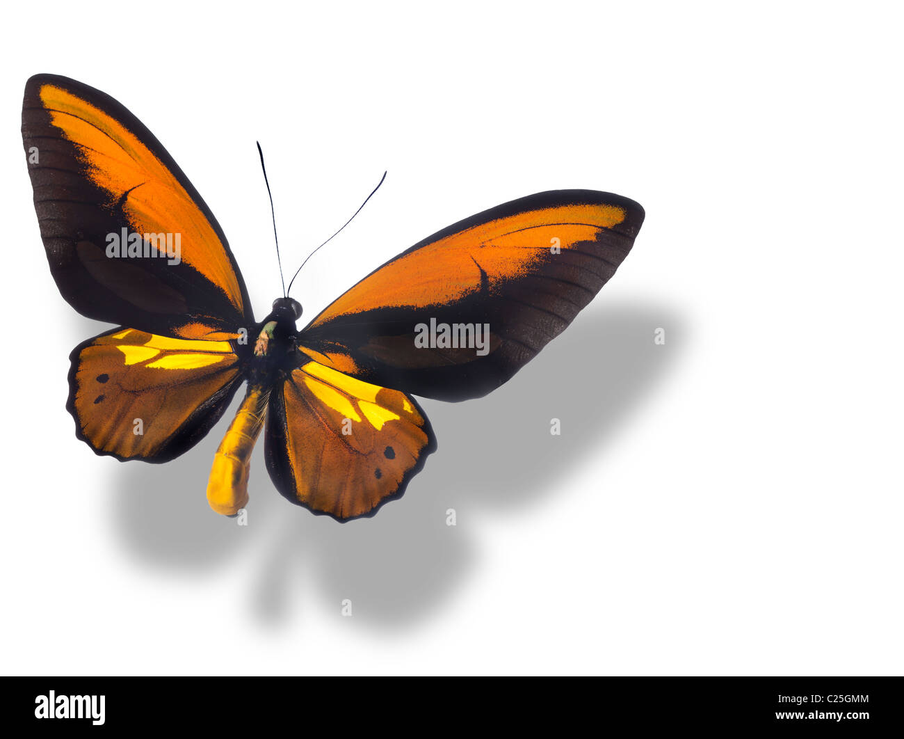 Insects butterfly butterflies fauna Cut Out Stock Images & Pictures - Alamy