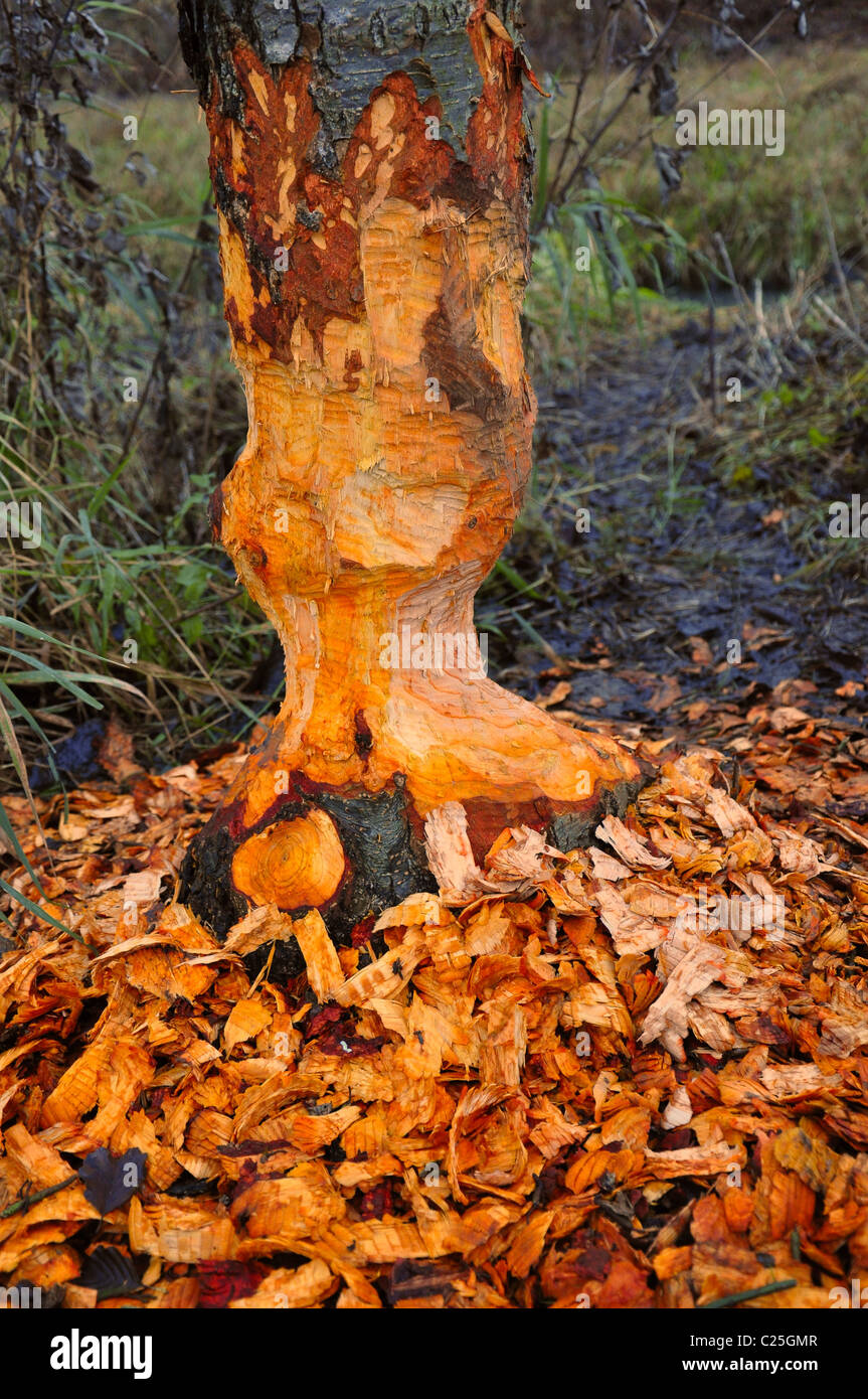 Beaver chopped tree hi-res stock photography and images - Alamy