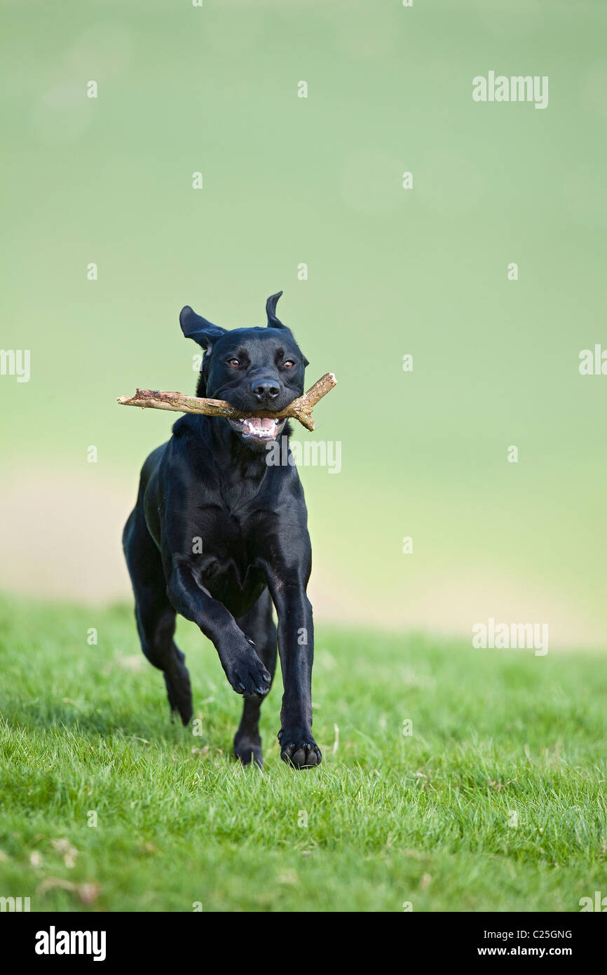 Black dog hi-res stock photography and images - Alamy
