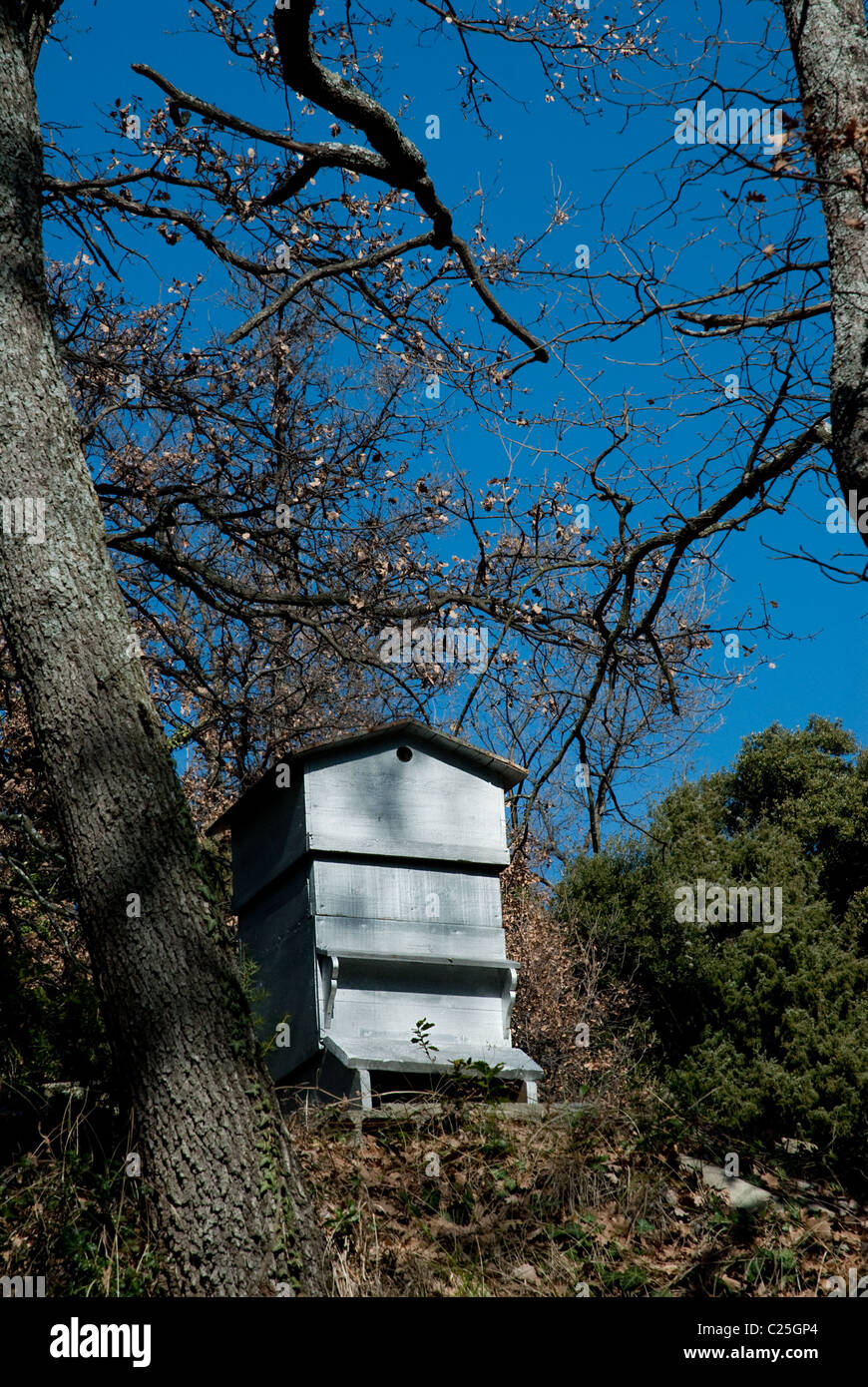 A silver painted beehive set below beech trees under a blue sky Stock ...