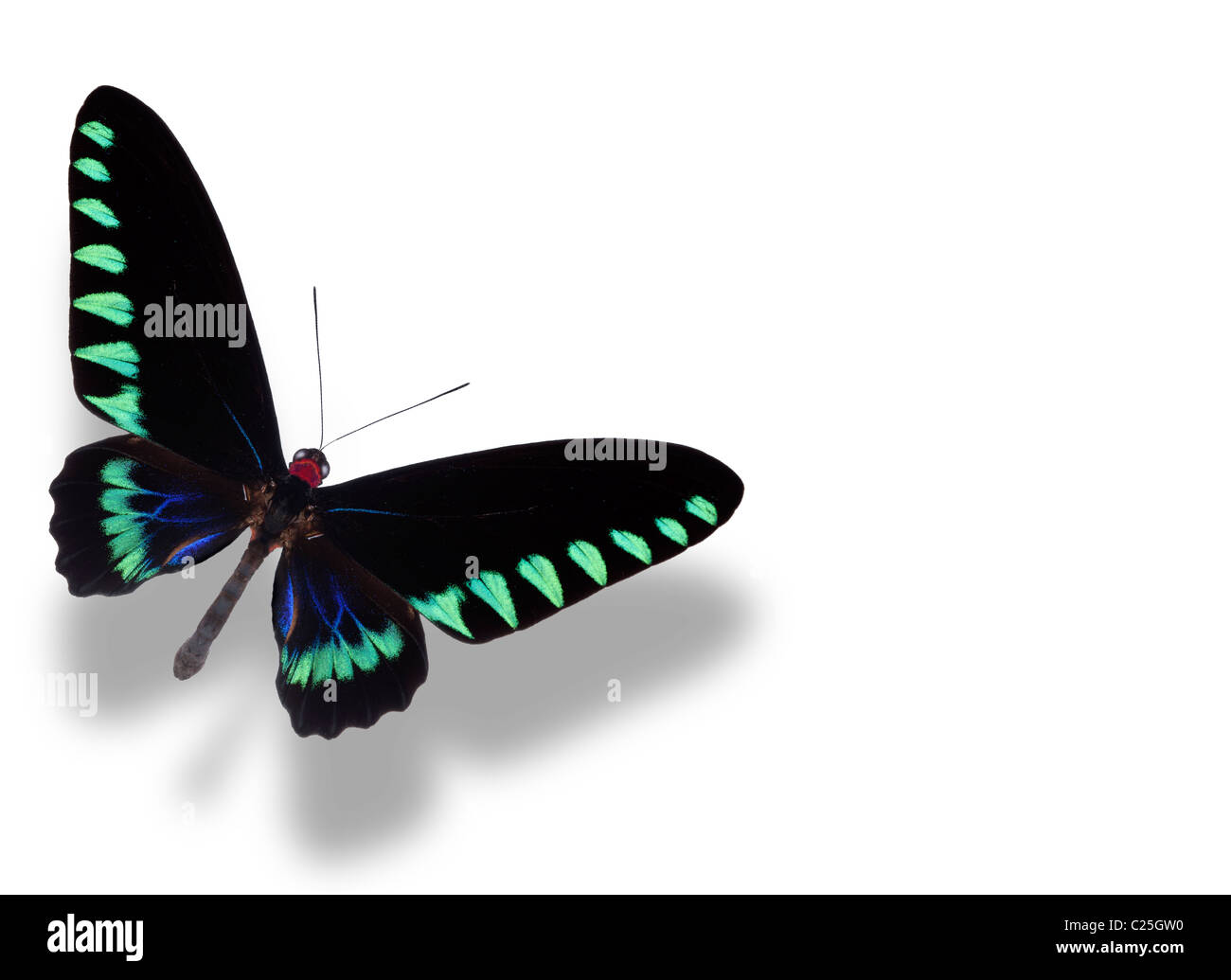 Palawan Birdwing Or Triangle Birdwing Butterfly High Resolution Stock ...