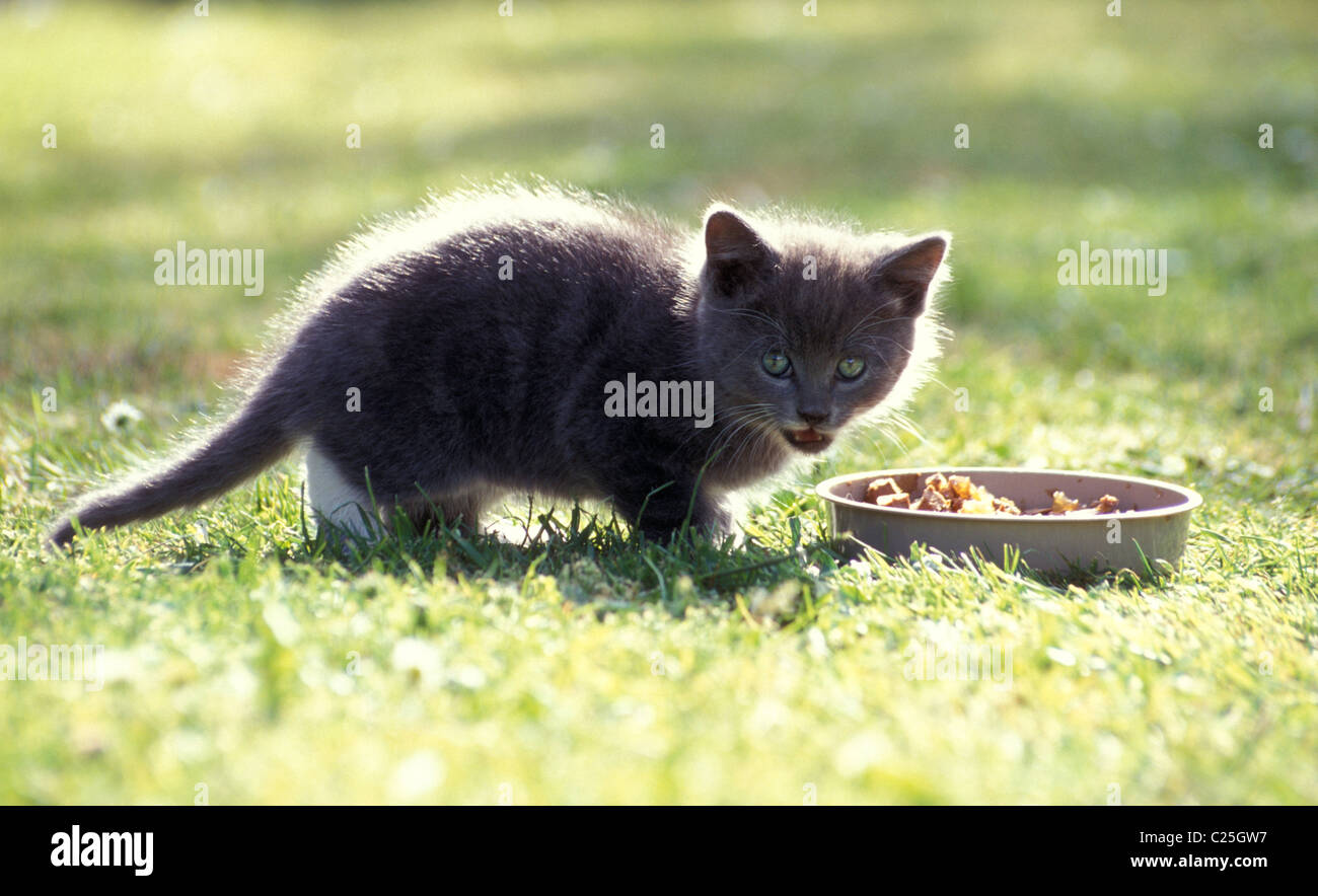tiny kitten eating Stock Photo - Alamy
