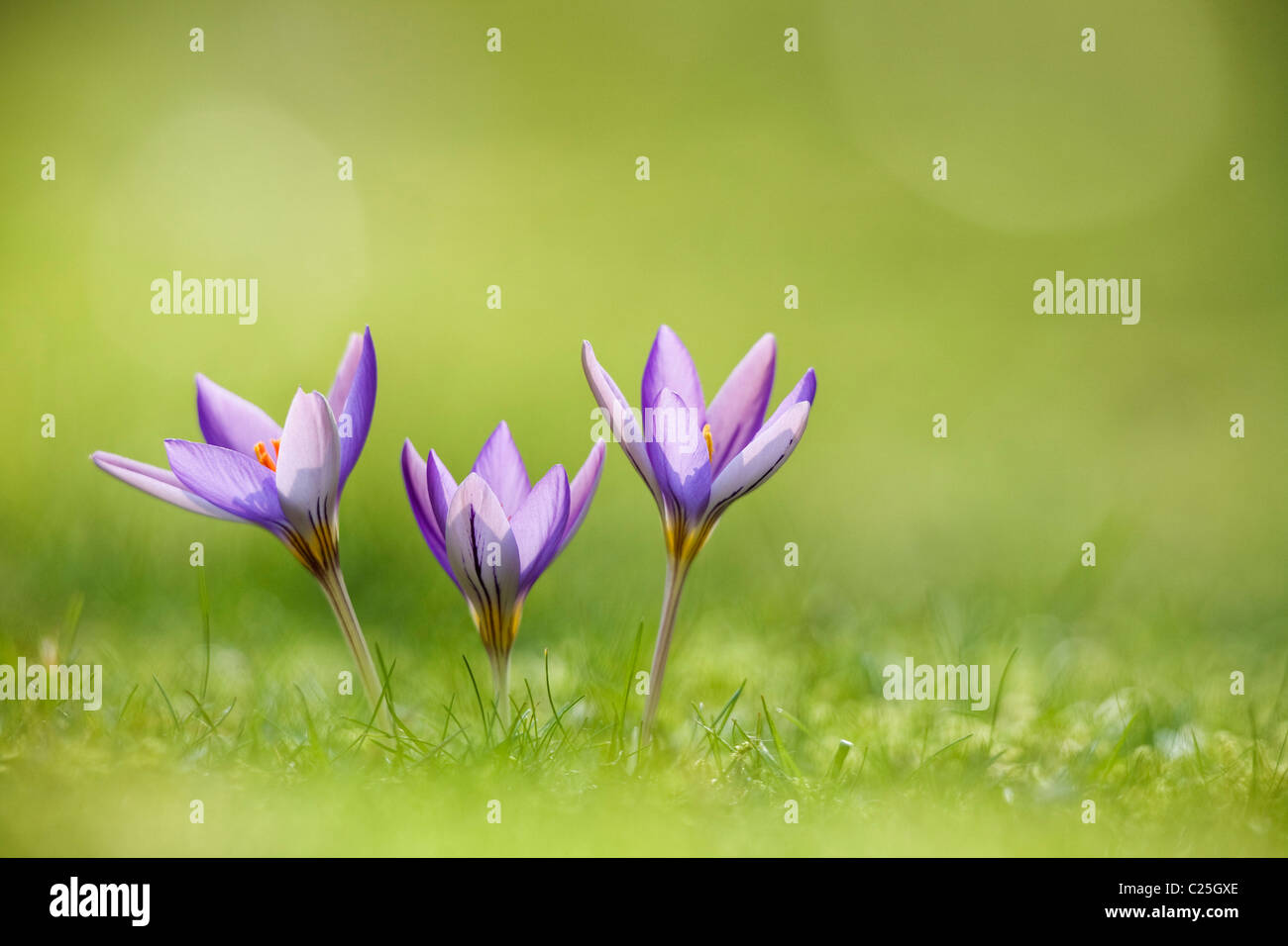 Crocus (Crocus sativus) Spring flowers in grass, Dorset, England, UK ...
