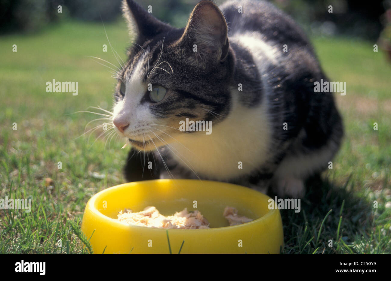cat feeding in garden Stock Photo - Alamy